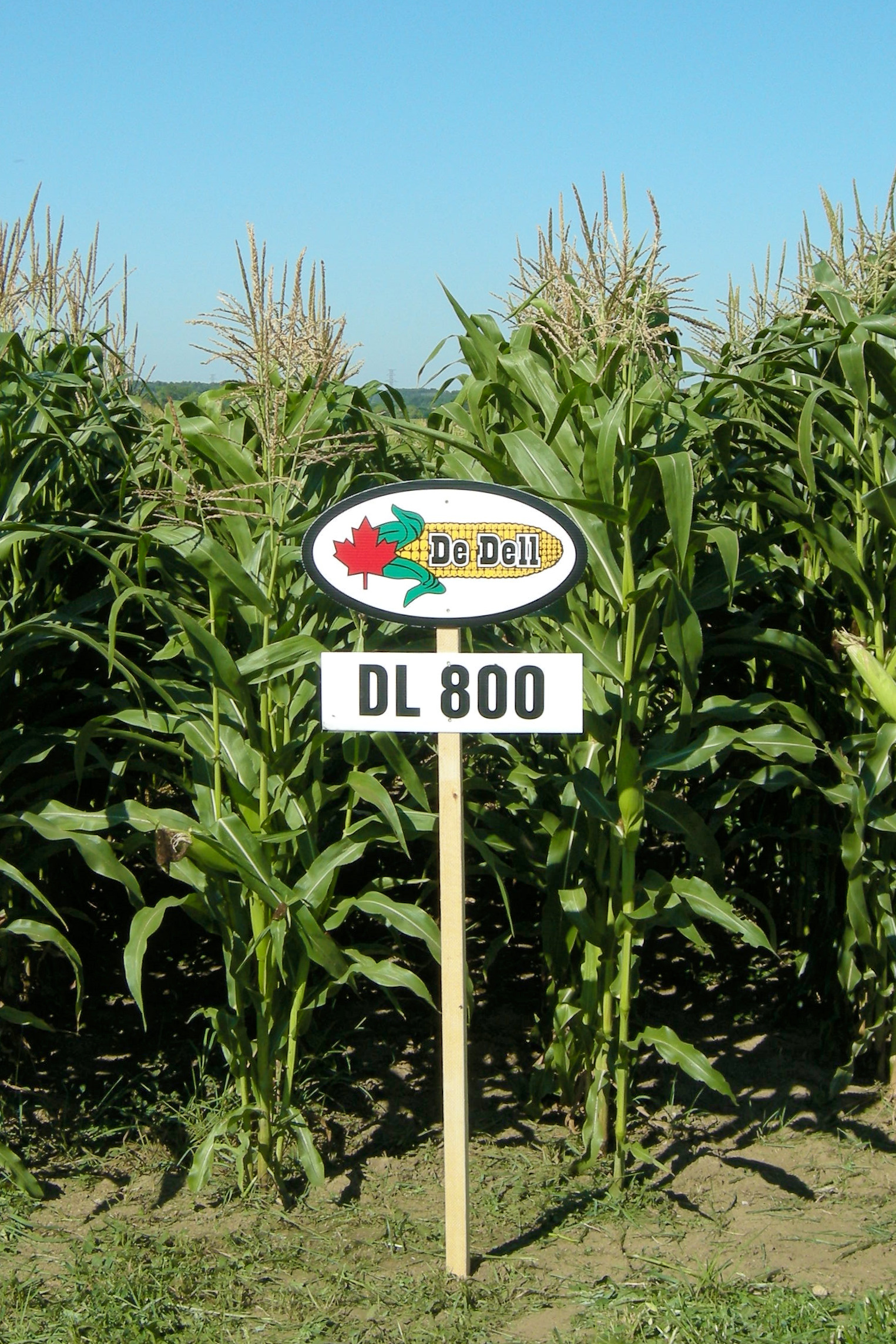 DL 800 - Ens Quality Seed