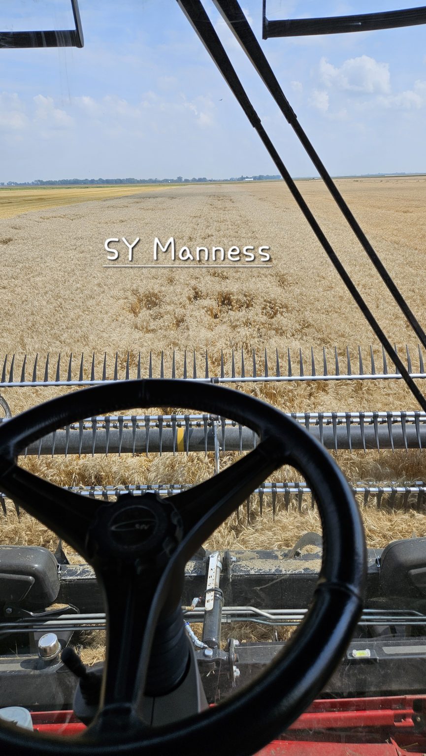 SY Manness Wheat - CWRS - Ens Quality Seed